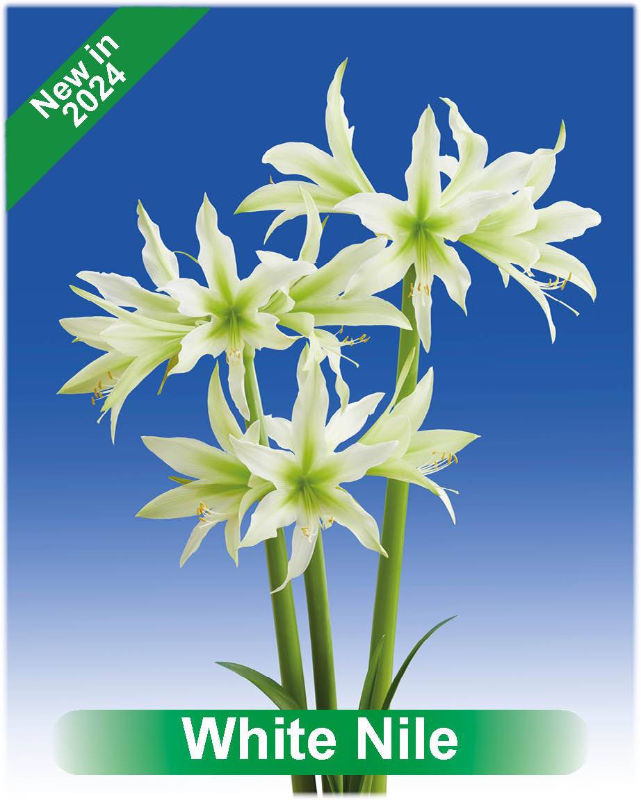 White Nile® - Park Amaryllis