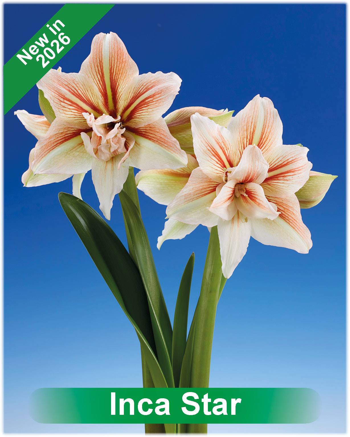 Inca Star® - Park Amaryllis