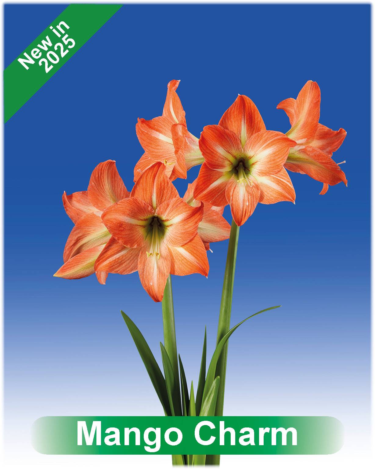 New: Mango Charm® - Park Amaryllis