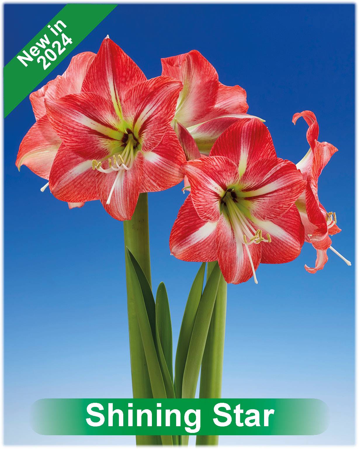 Nieuw: De duurzaam buitengeteelde amaryllis Shining Star.